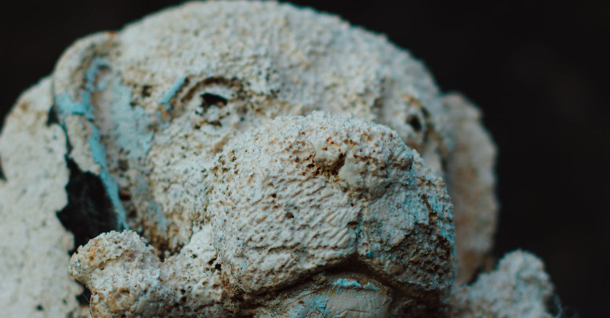 43 Latin Names for Dogs (Name Ideas) | Dial A Vet