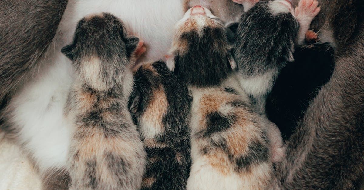 Cat Reproductive Health and Breeding | Dial A Vet