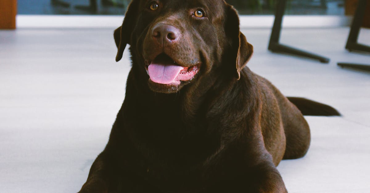 Chocolate Poisoning in Dogs | Dial A Vet