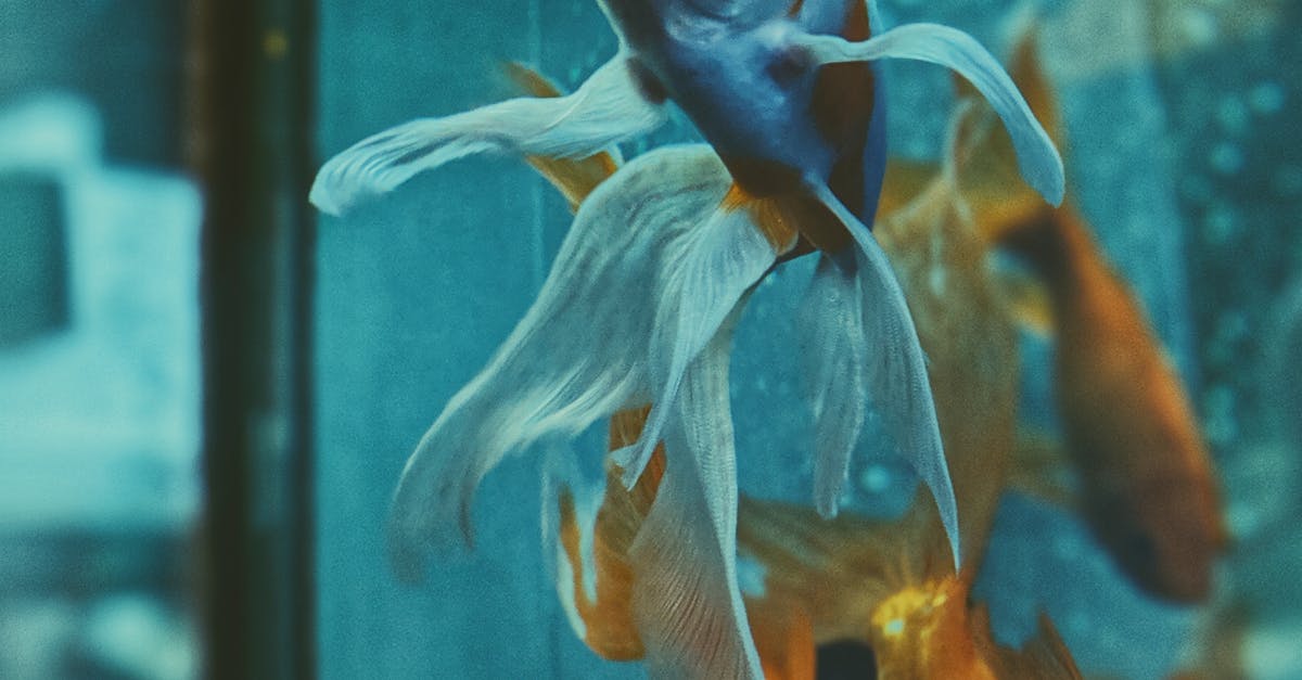 Correct Aquarium Water Temperature for Your Fish Tank | Dial A Vet