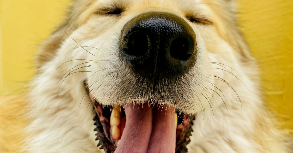 Entropion in Dogs | Dial A Vet