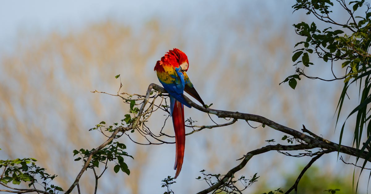 Illiger's Macaw — Full Profile, History, and Care | Dial A Vet