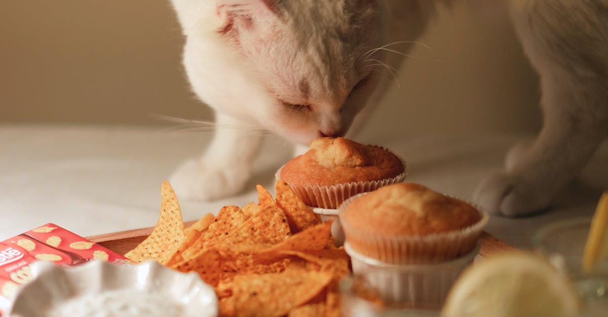 Is it safe if Cats Eat Corn? A Veterinarian Fills Us In (Vet-Reviewed ...