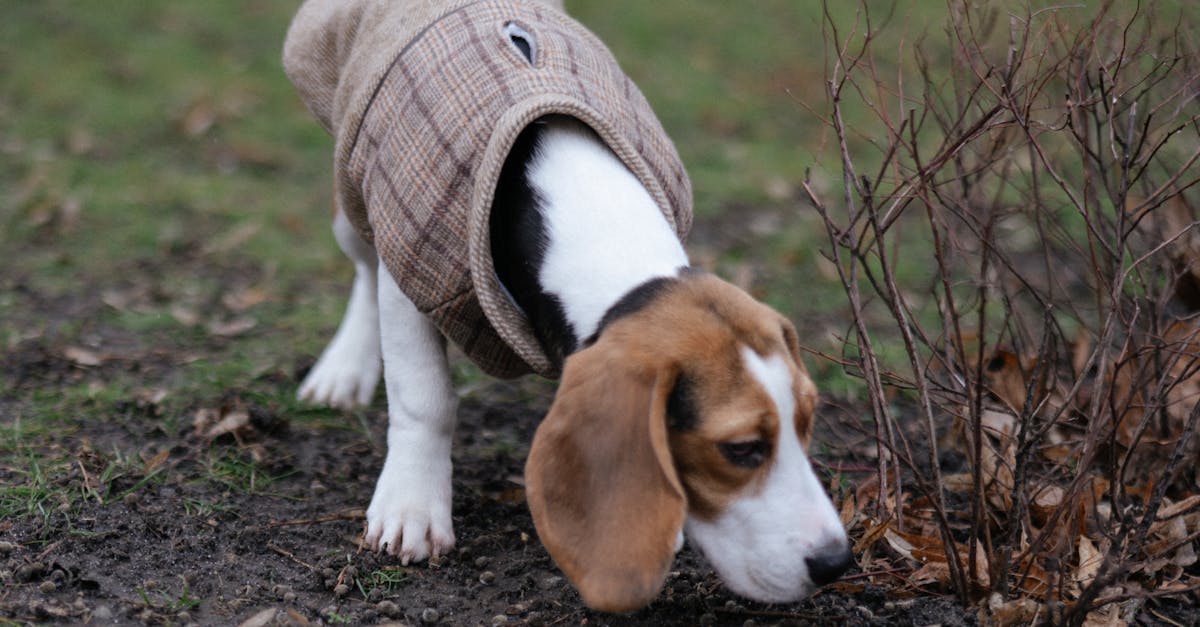 Is it safe if Dogs Eat Cabbage? (Vet-Reviewed) | Dial A Vet