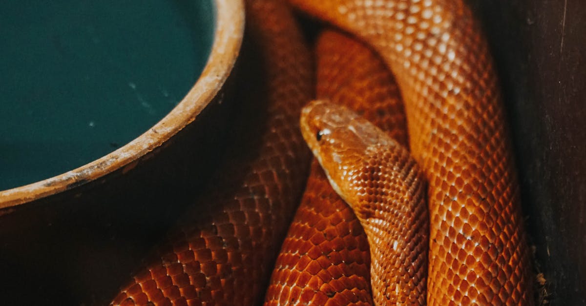 A Vet-Approved Guide to Caring for Pet Corn Snakes | Dial A Vet
