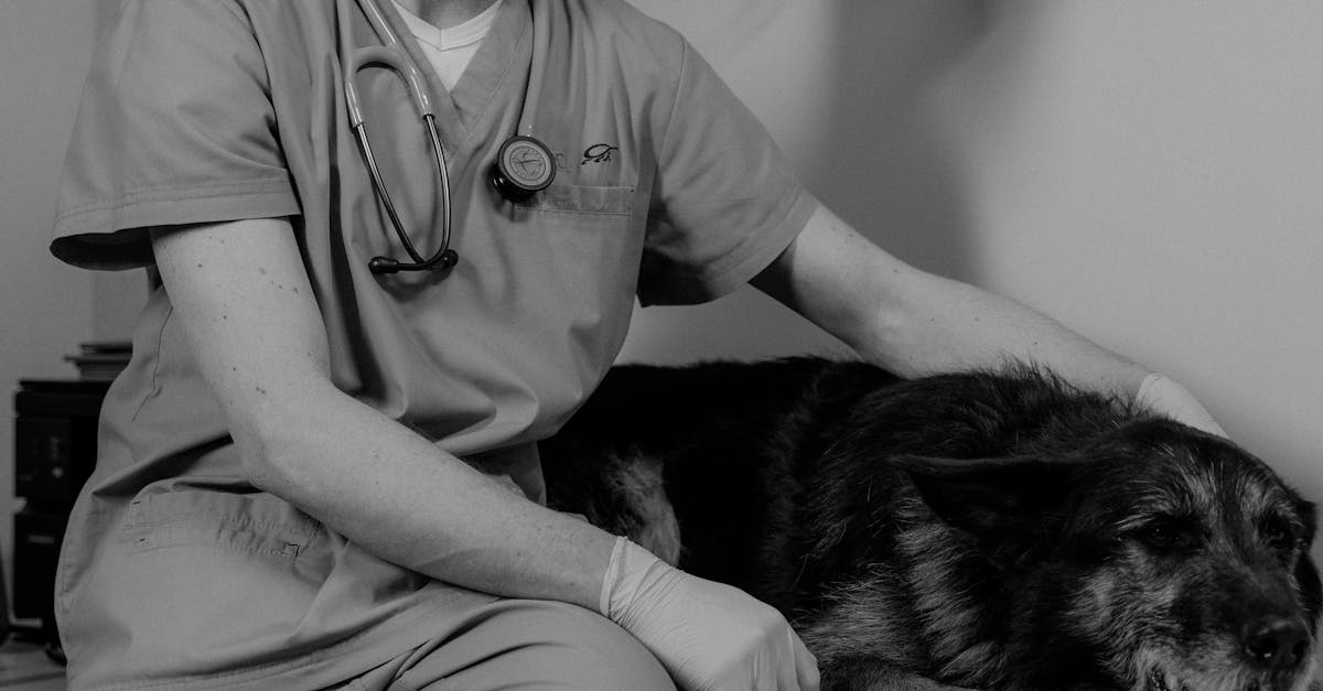 Is my dog too fat or too skinny? A guide to body condition scoring in ...