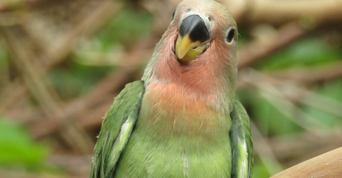 Lovebird (Pocket Parrot) Species Profile | Dial A Vet