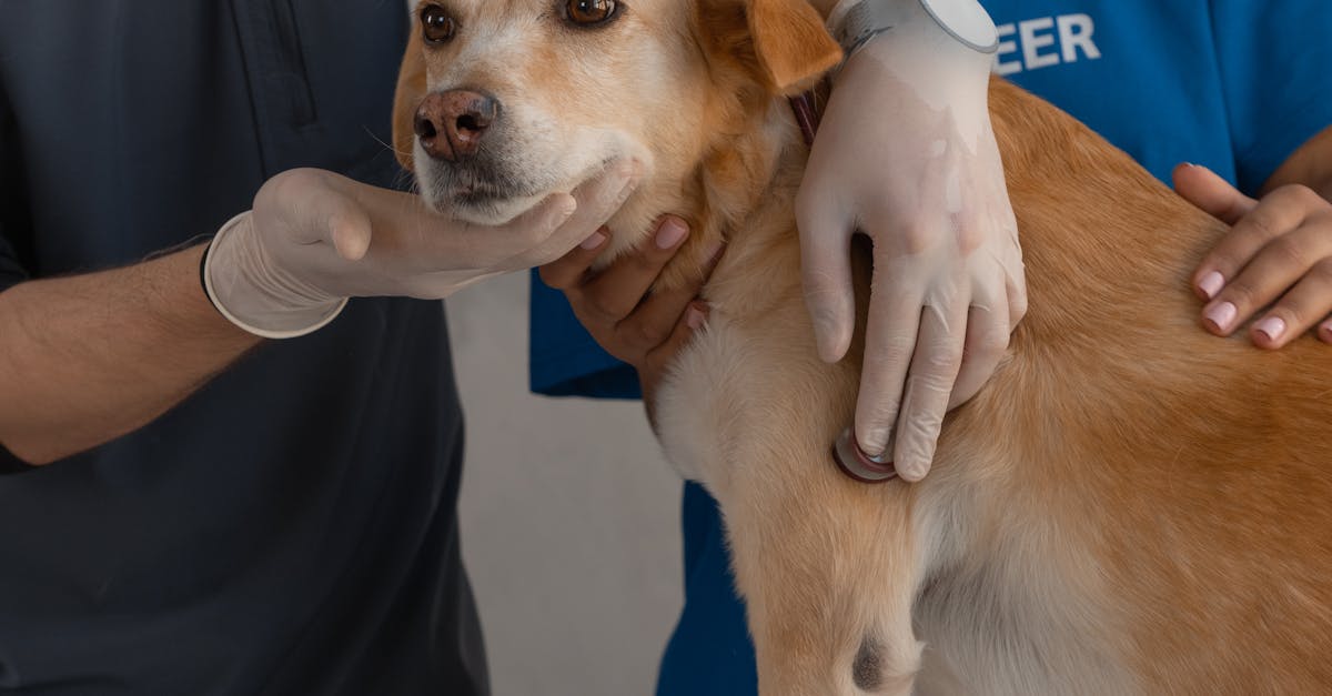 Neutering female dogs - advantages and disadvantages | Dial A Vet