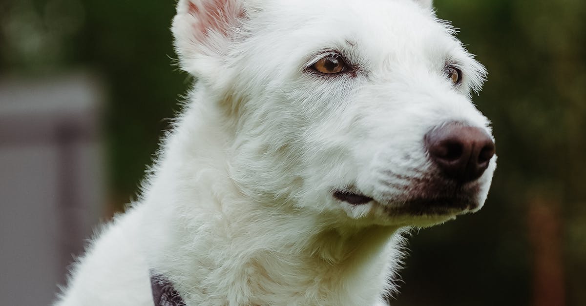 Peruvian Inca Orchid: Dog Breed Characteristics & Care | Dial A Vet