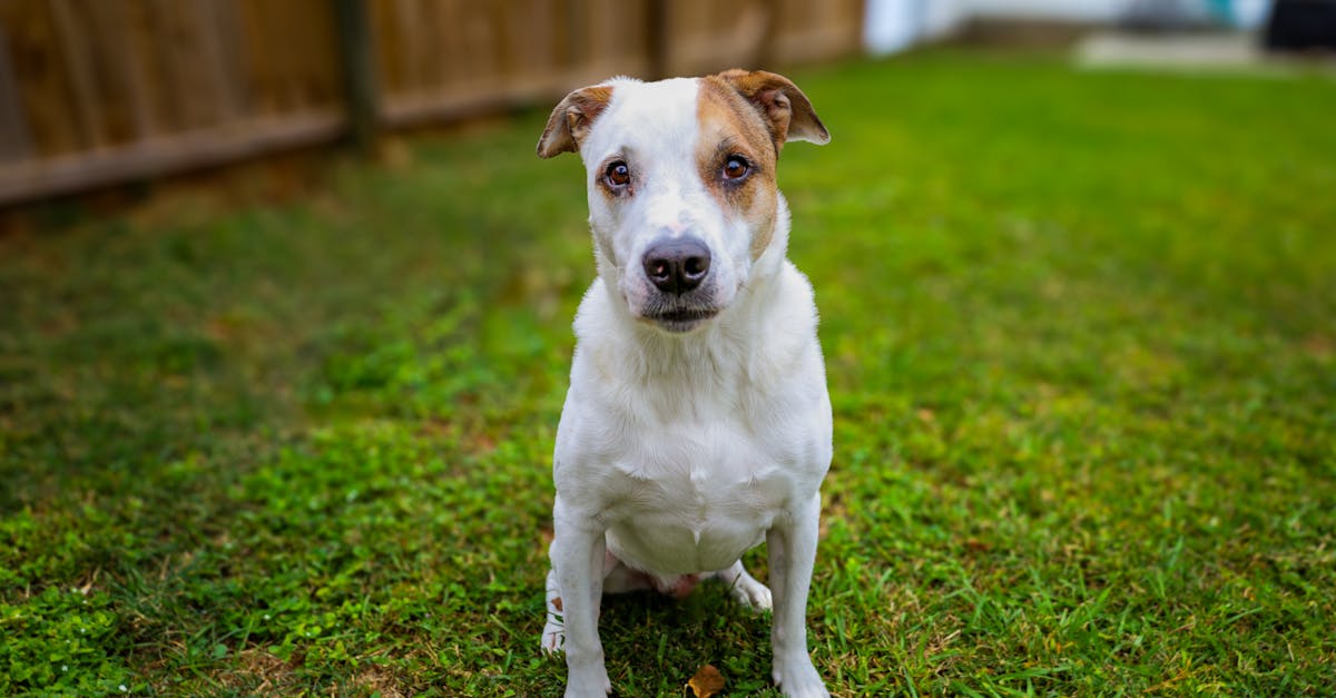 Photos and Fun Facts About Adorable Baby Corgis | Dial A Vet