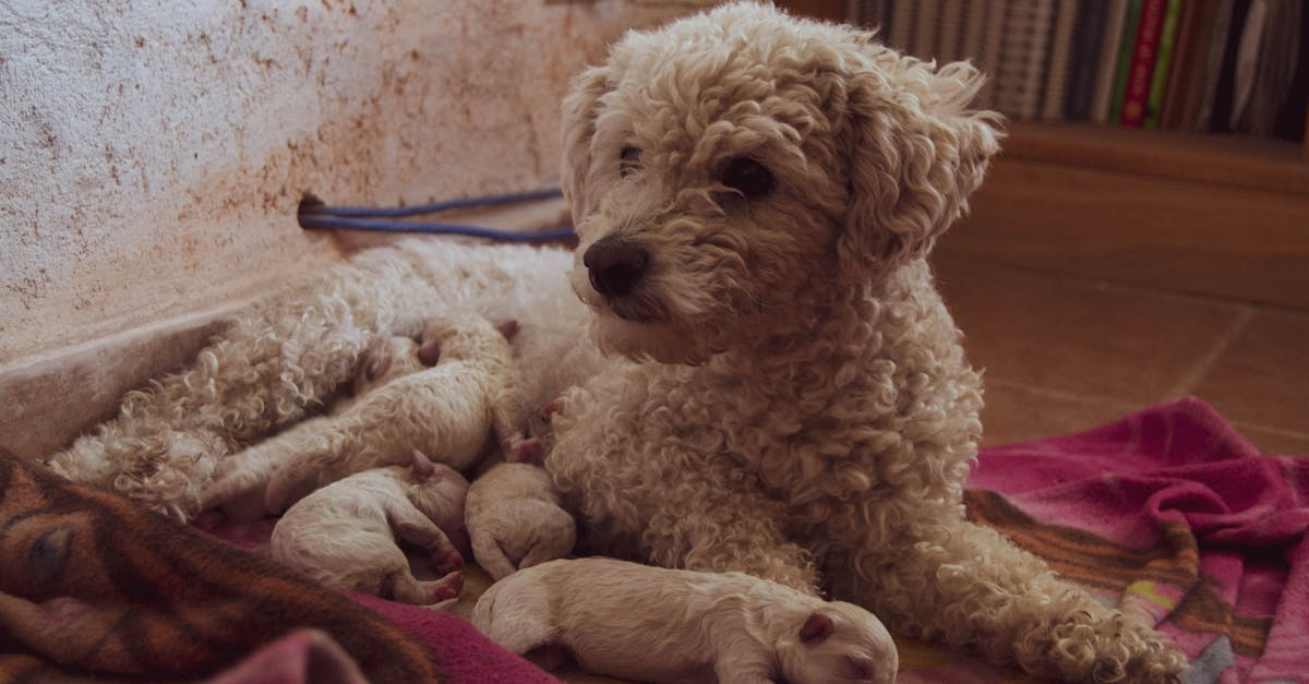 Puppy Development From 1 to 8 Weeks | Dial A Vet
