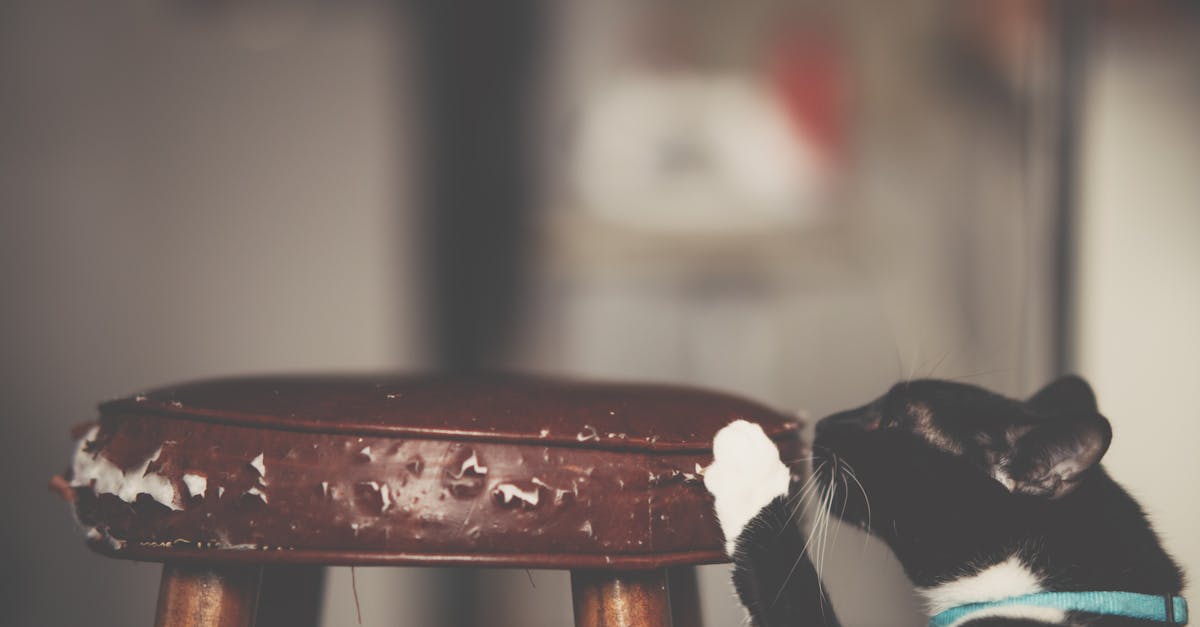 Reasons Cats Have Behavior Problems and How to Solve It | Dial A Vet