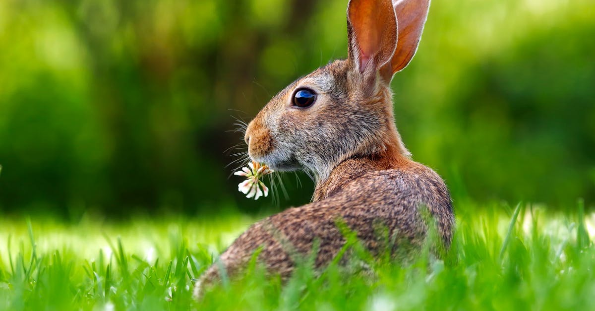 Reasons Why Rabbits Eat Their Own Poop (Vet-Reviewed) | Dial A Vet