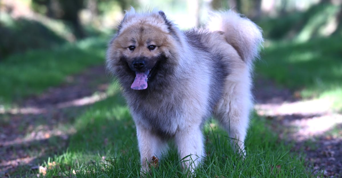 Rickets In Dogs: Diagnosis & Treatment | Dial A Vet