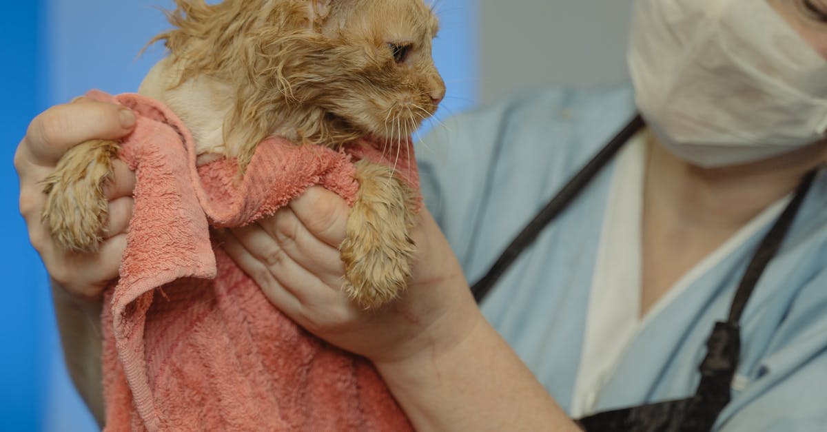 Ringworm in Cats: Causes, Treatment, and Prevention (Vet-Reviewed ...