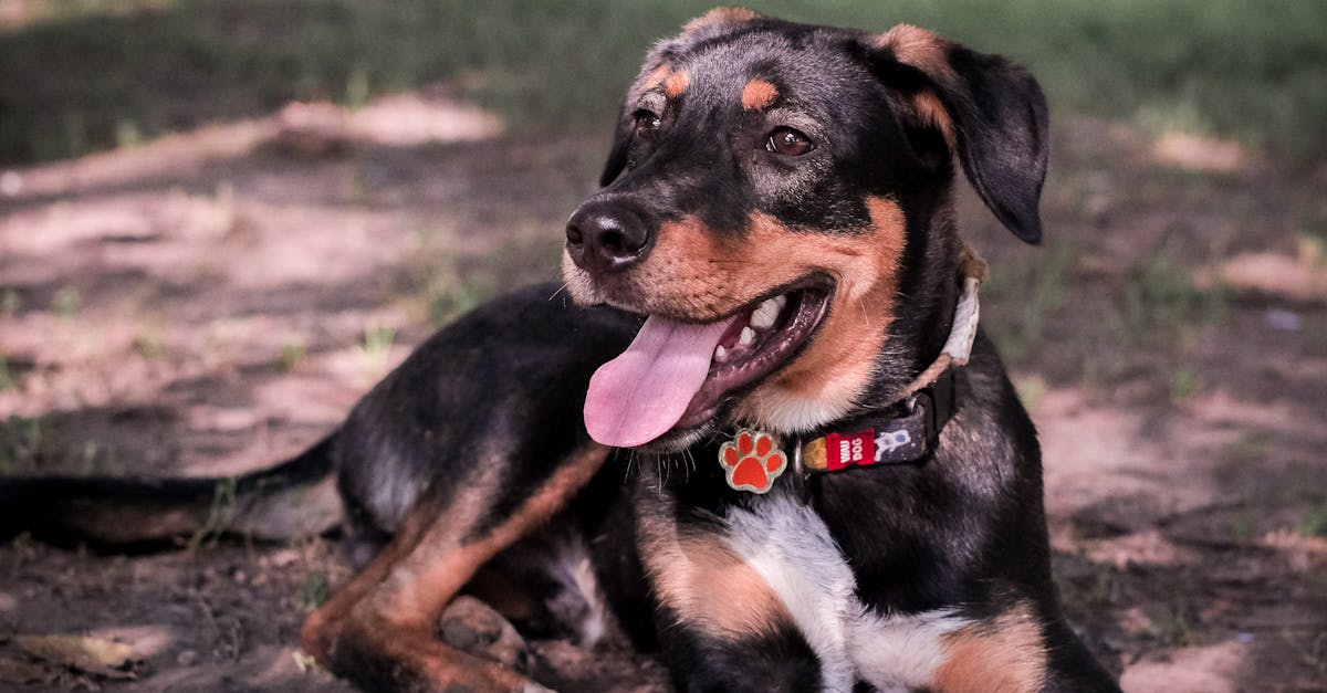 Rottweiler Breed Information & Temperament | Dial A Vet