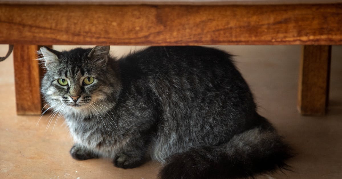 Taming a Feral Cat | Dial A Vet