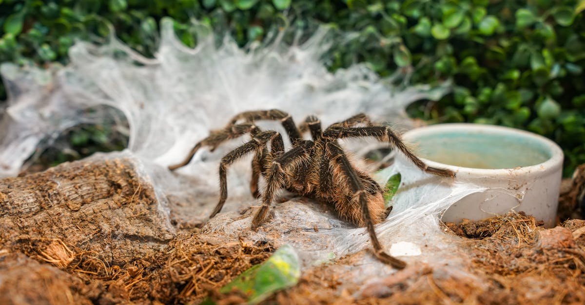Tips to Care for a Pet Costa Rican Zebra Tarantula | Dial A Vet