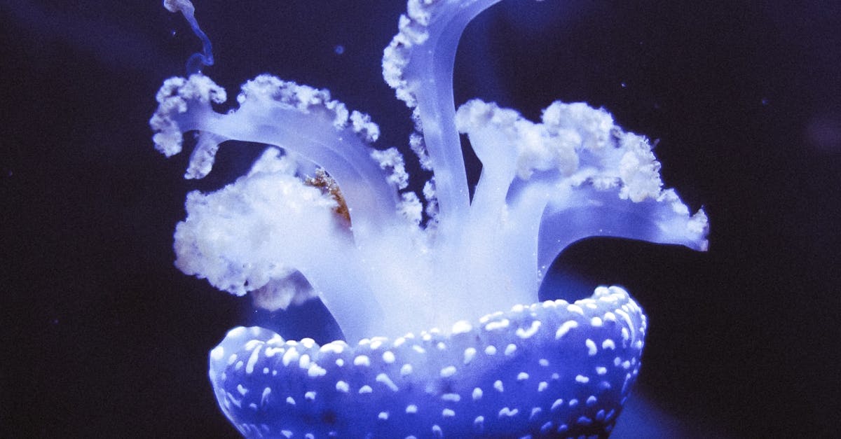 Tips to Culture Amphipods and Copepods (for Aquarium Owners) | Dial A Vet