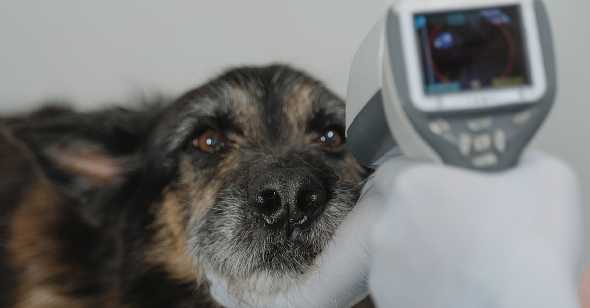 Tumors in Rats | Dial A Vet