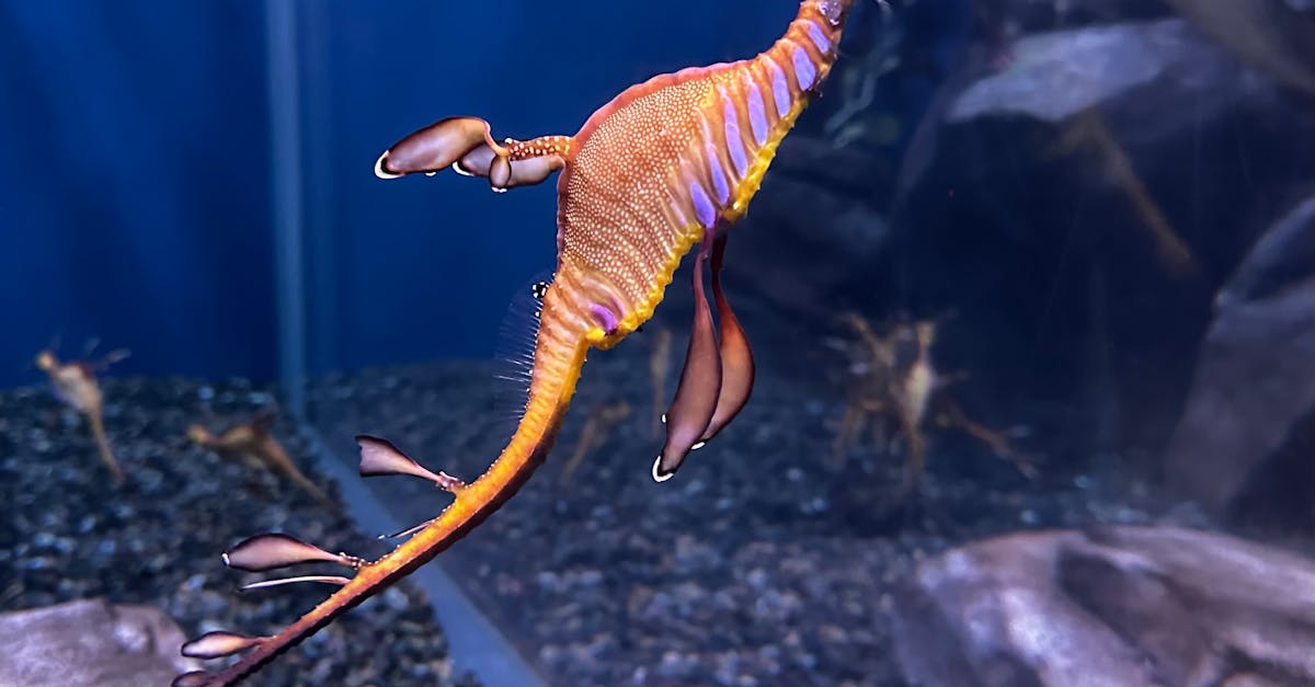 Using Maggots to Feed Aquarium Fish | Dial A Vet