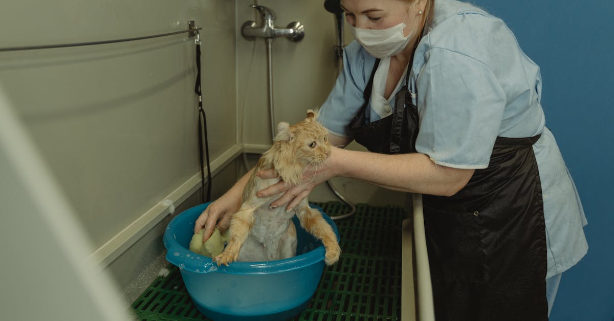 Using Pimobendan (Vetmedin) for Cats with Heart Failure | Dial A Vet