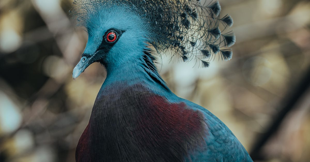 Victoria Crowned Pigeon—Full Profile, History, and Care | Dial A Vet