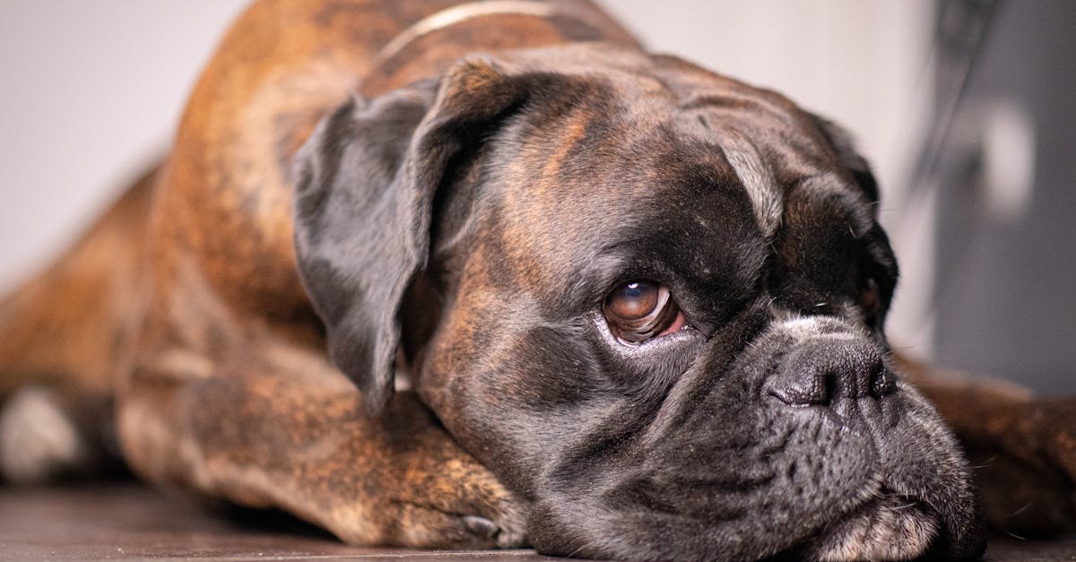 What Causes Dog Mucus? | Dial A Vet