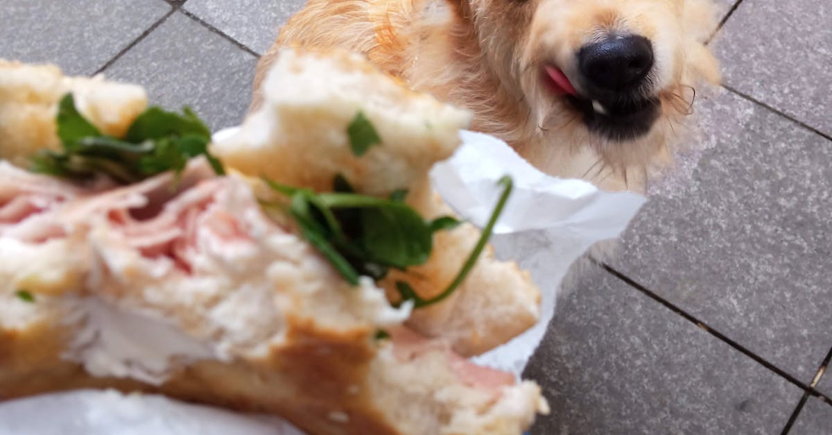 What To Do If Your Dog’s Paws Are Bleeding | Dial A Vet