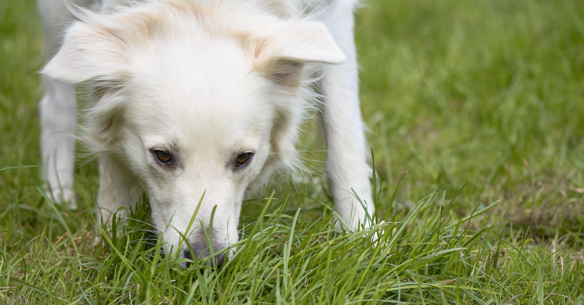 Why Do Dogs Eat Poop? | Dial A Vet