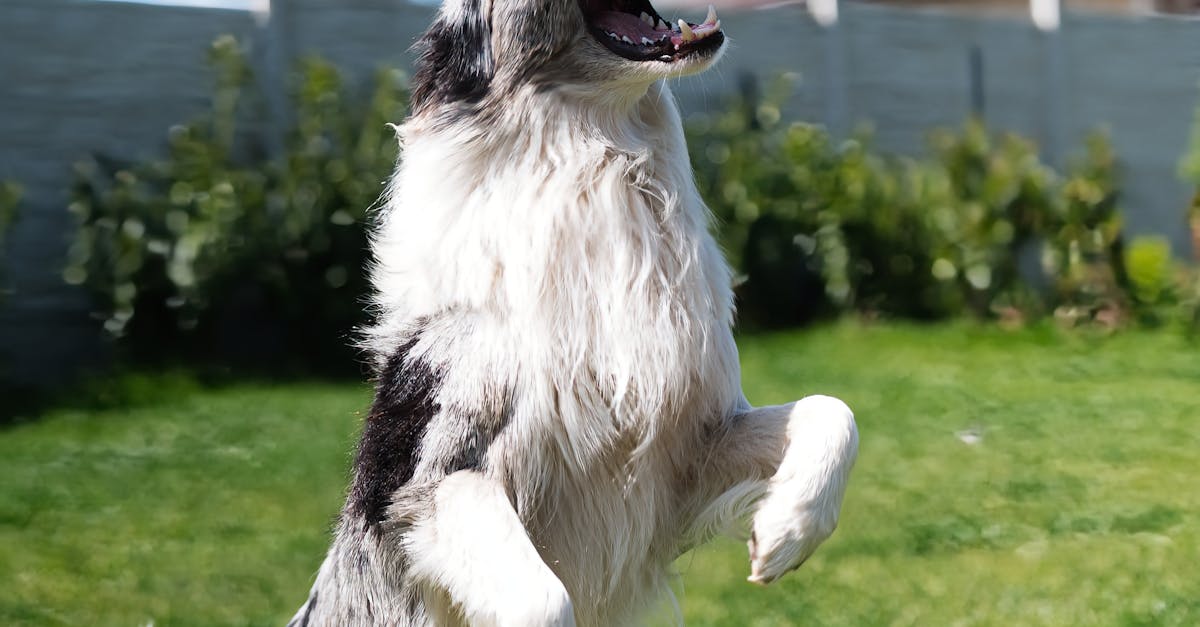 Why Dogs Growl and What Dog Growling Means | Dial A Vet