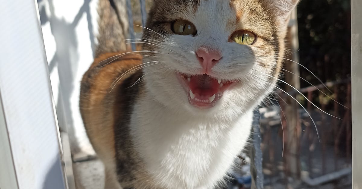 Why Is My Cat Meowing Excessively? | Dial A Vet