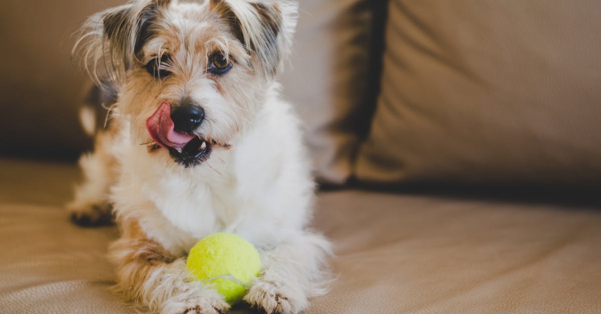 12 Wrinkly Dog Breeds That Will Steal Your Heart | Dial A Vet